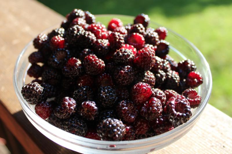 Toadshade Wildflower Farm