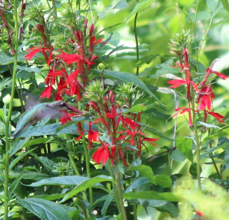 Toadshade Wildflower Farm