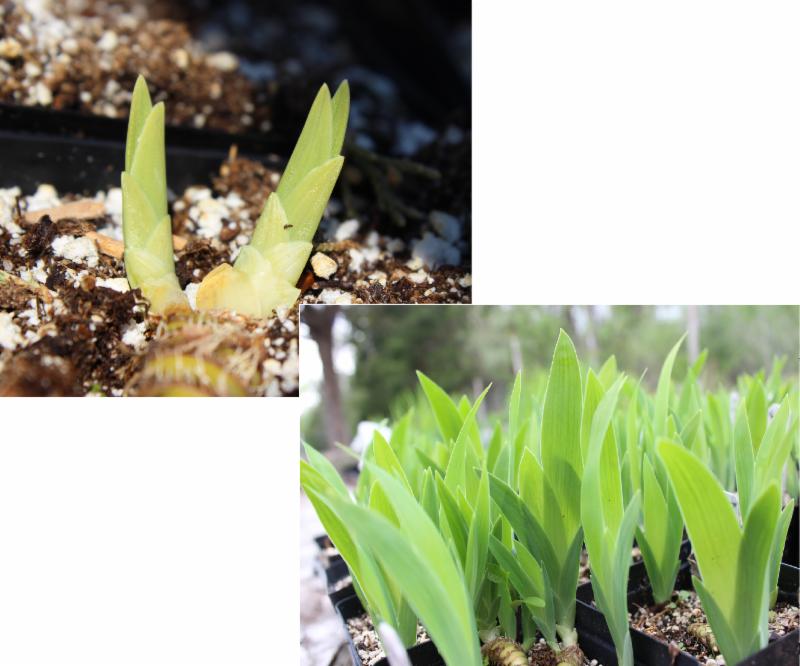 Toadshade Wildflower Farm