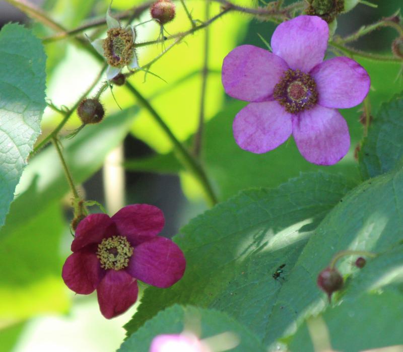 Toadshade Wildflower Farm