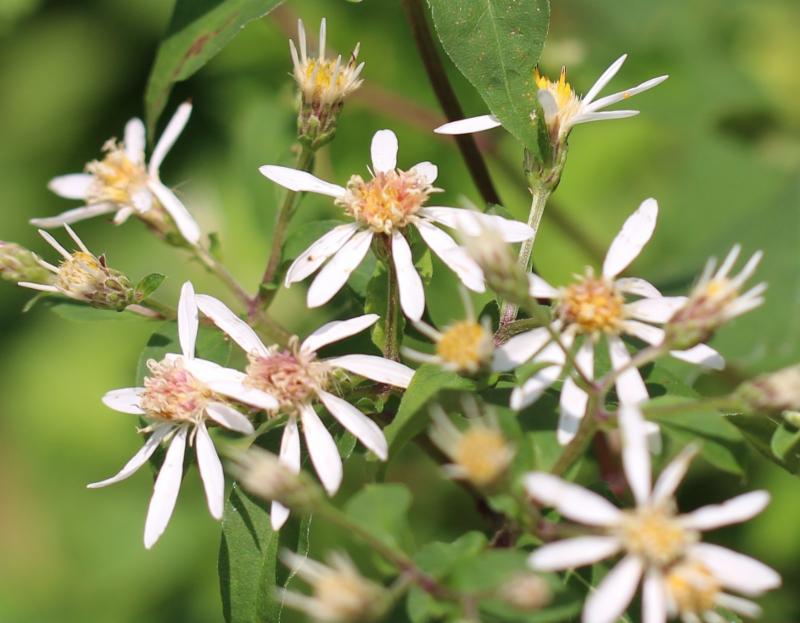 Toadshade Wildflower Farm