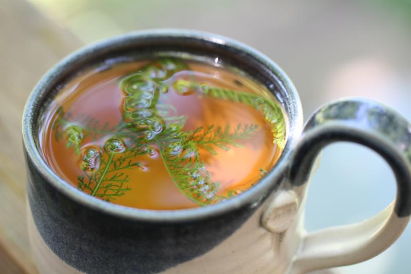 Toadshade Wildflower Farm