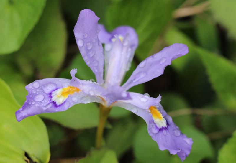 Toadshade Wildflower Farm