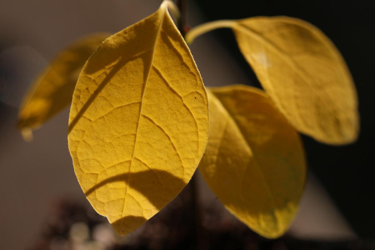 Toadshade Wildflower Farm
