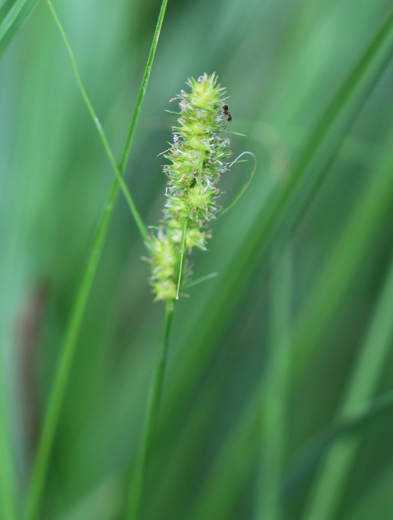 Carex stricta, Upright Sedge at Toadshade Wildflower Farm