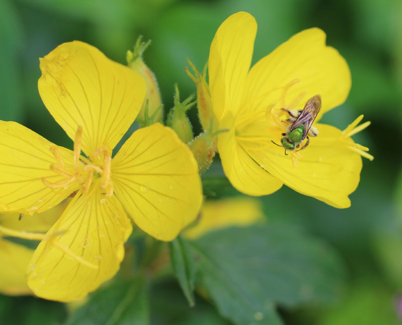 Oenothera Fruticosa